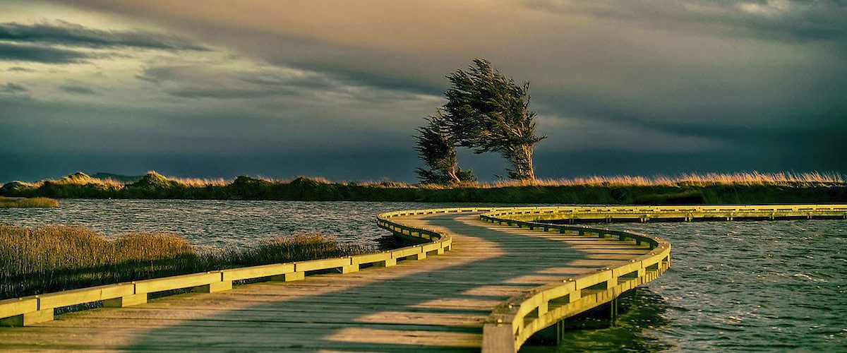 Photographing Trees - Part 2 - AperturePriorityNZ