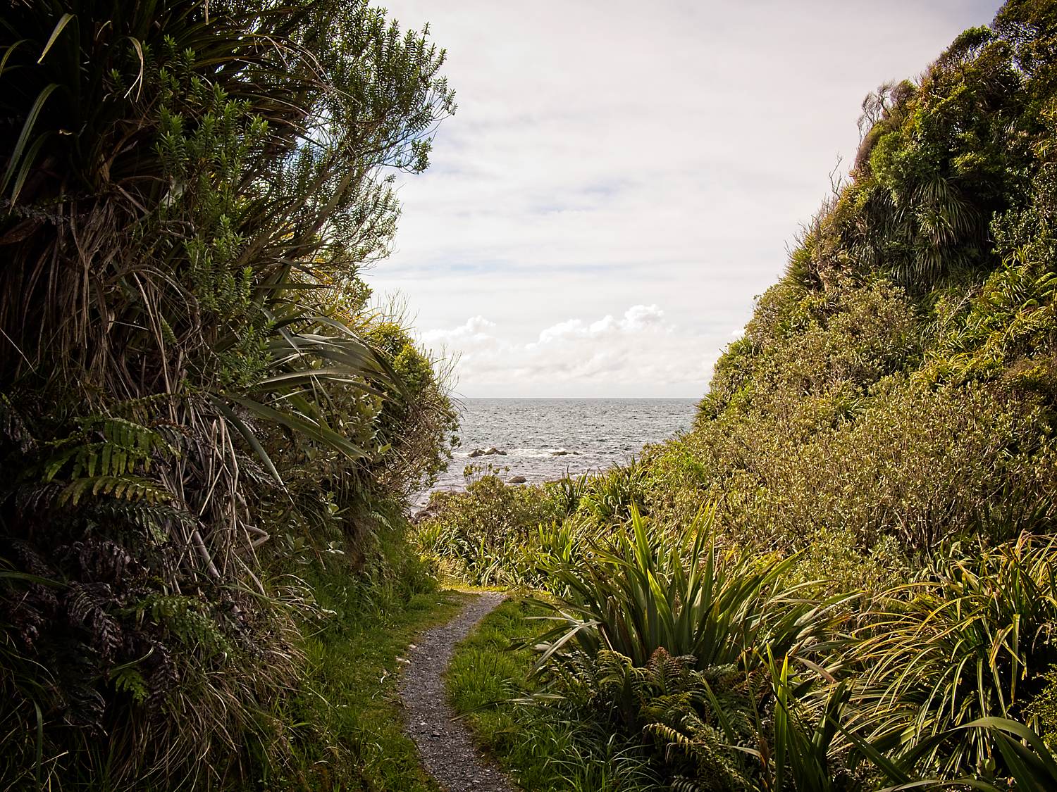 Jackson Bay Sandflies Are Huge! - AperturePriorityNZ