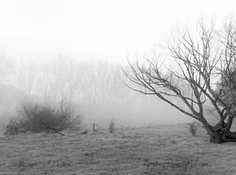 Photographing Trees - Aperture Priority